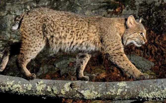 Chelmsford Bobcat Sighting Off Concord Road | Chelmsford, MA Patch