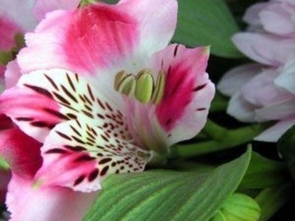 Obituary: Julie Ann Abramczyk, 33 of Terryville | Naugatuck, CT Patch