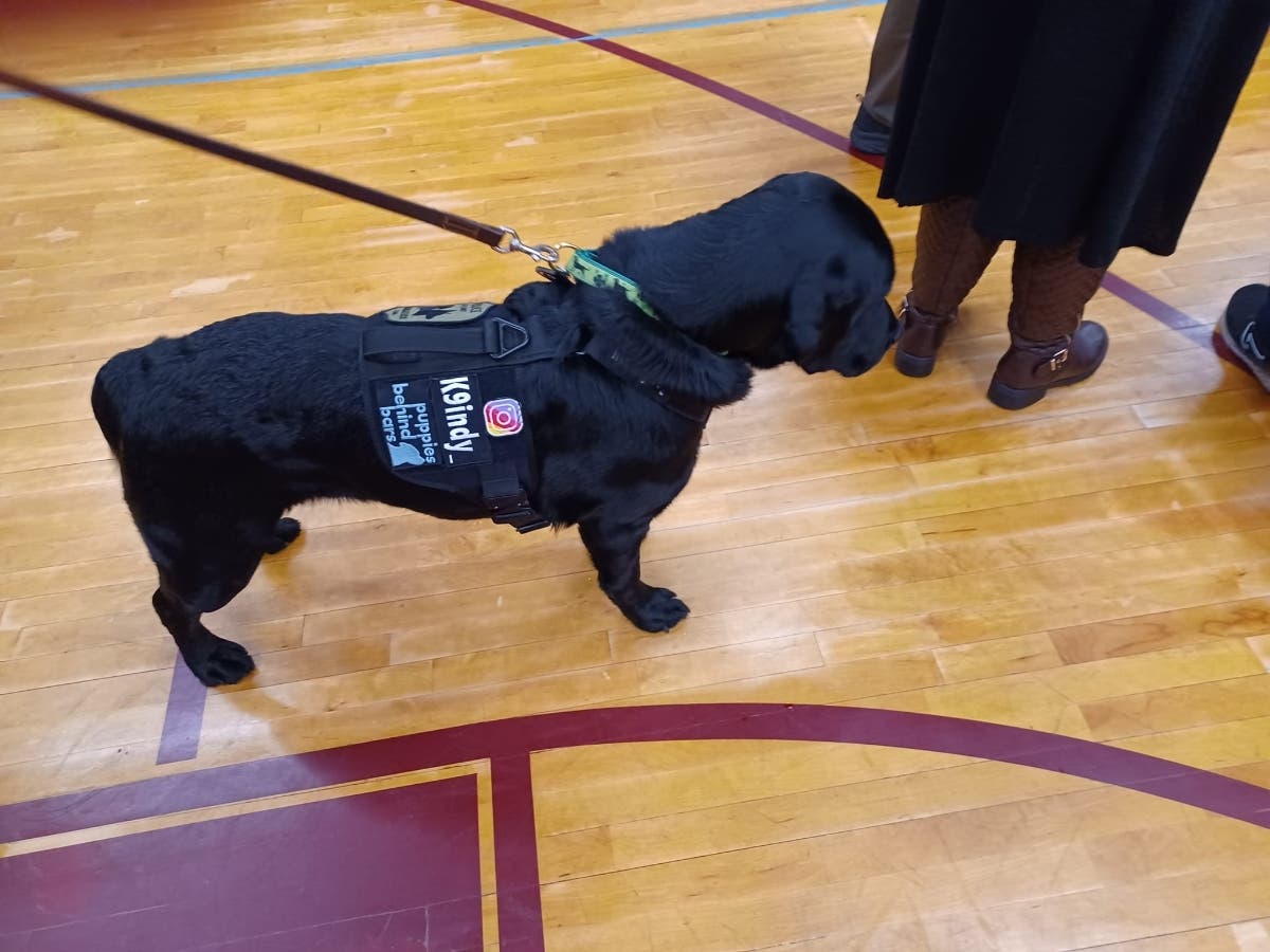 K9 Indy's Birthday Bash Celebrated on Saturday (PHOTOS) | Naugatuck, CT ...