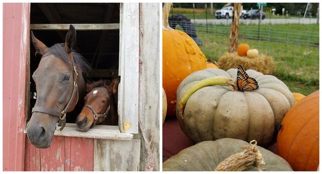 Petting Zoo, Pumpkins & Corn Pit — Manhattan's Crosswind Farms Has It ...