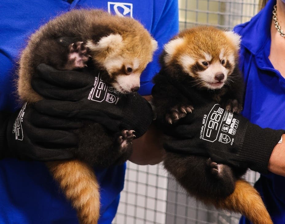 Roger Williams Park Zoo Celebrates Historic Red Panda Births | Across ...