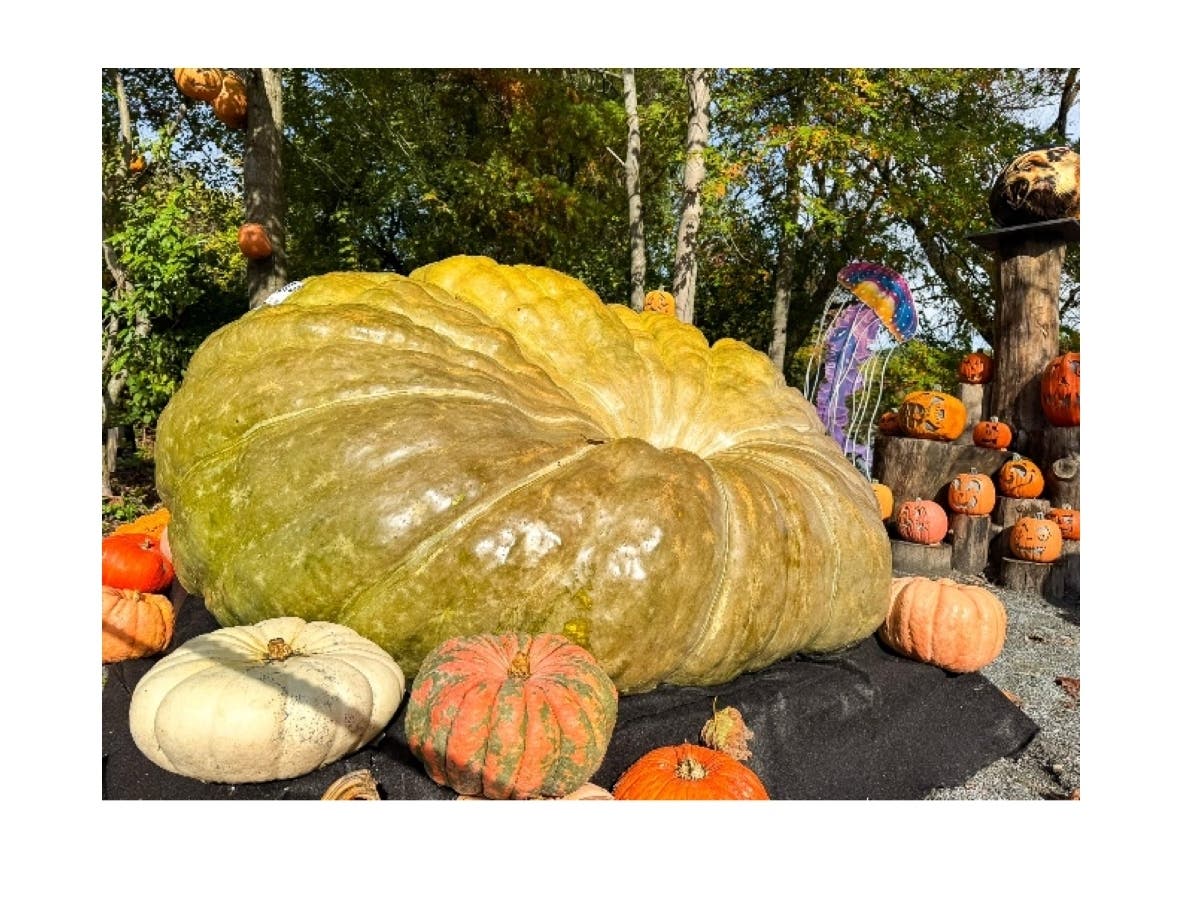 Sas-Squash — Record Breaking Scituate Squash Weighs In At 2,200 Pounds ...