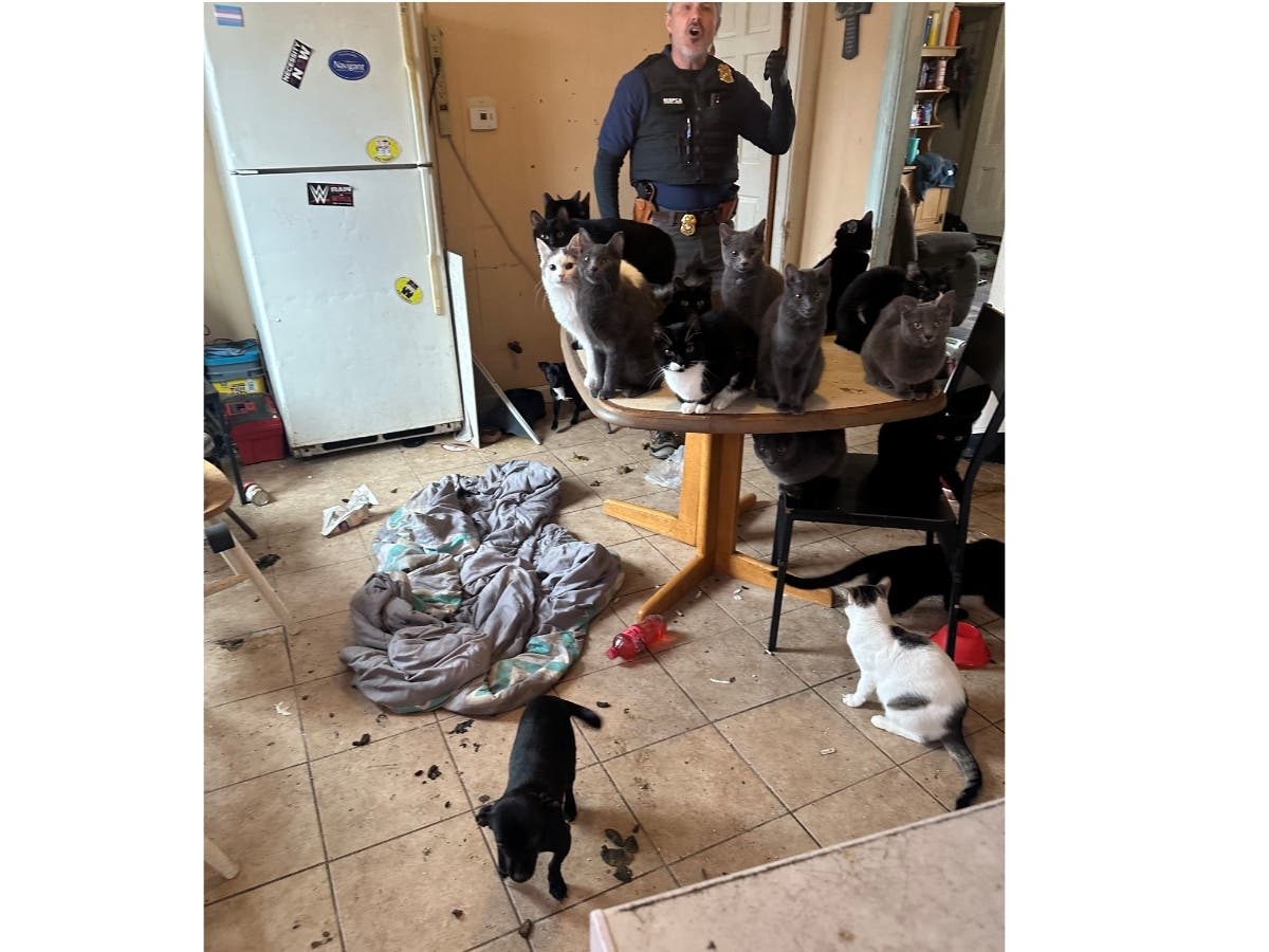 PHOTOS: RISPCA Rescues 46 Cats And 4 Dogs From Central Falls Home ...