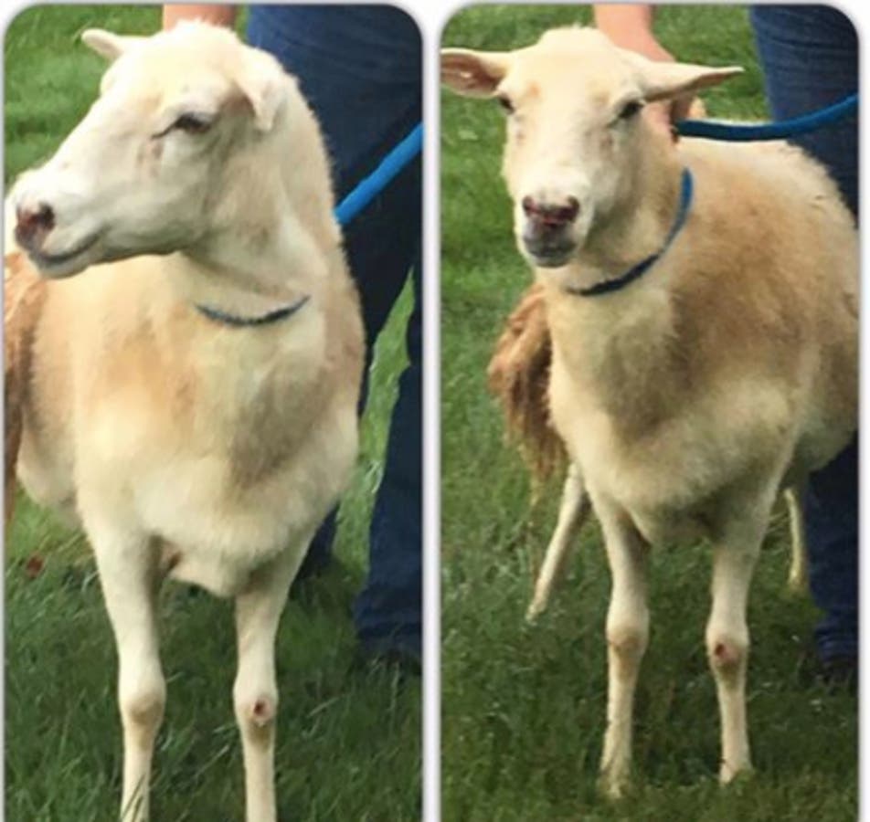 Sheep Hit By Car In Washington Crossing, Owner Sought: SPCA | Newtown ...