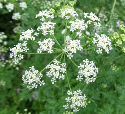 Poisonous Plant In Full Bloom In PA: What To Know, How To Spot It ...