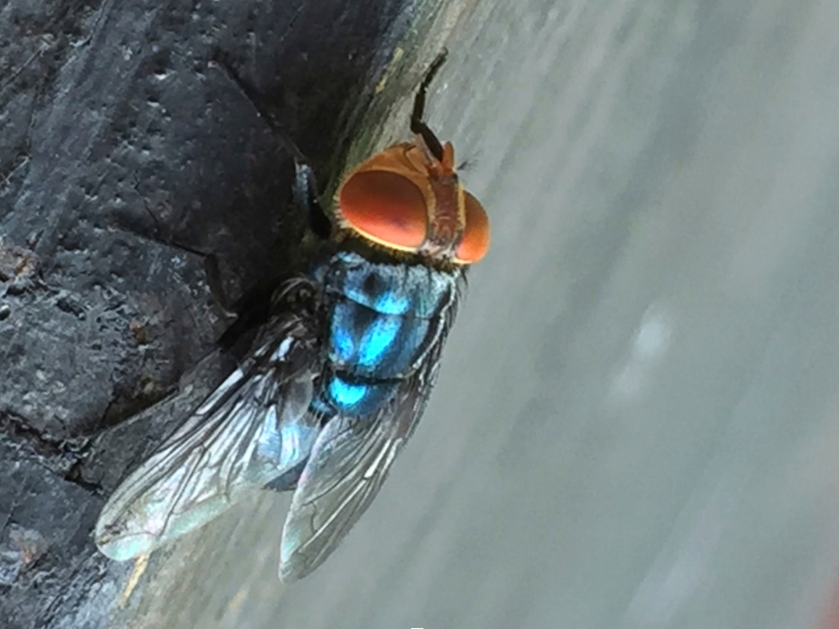 Flesh-Eating Fly Returns To U.S.: What To Know In PA | Across ...