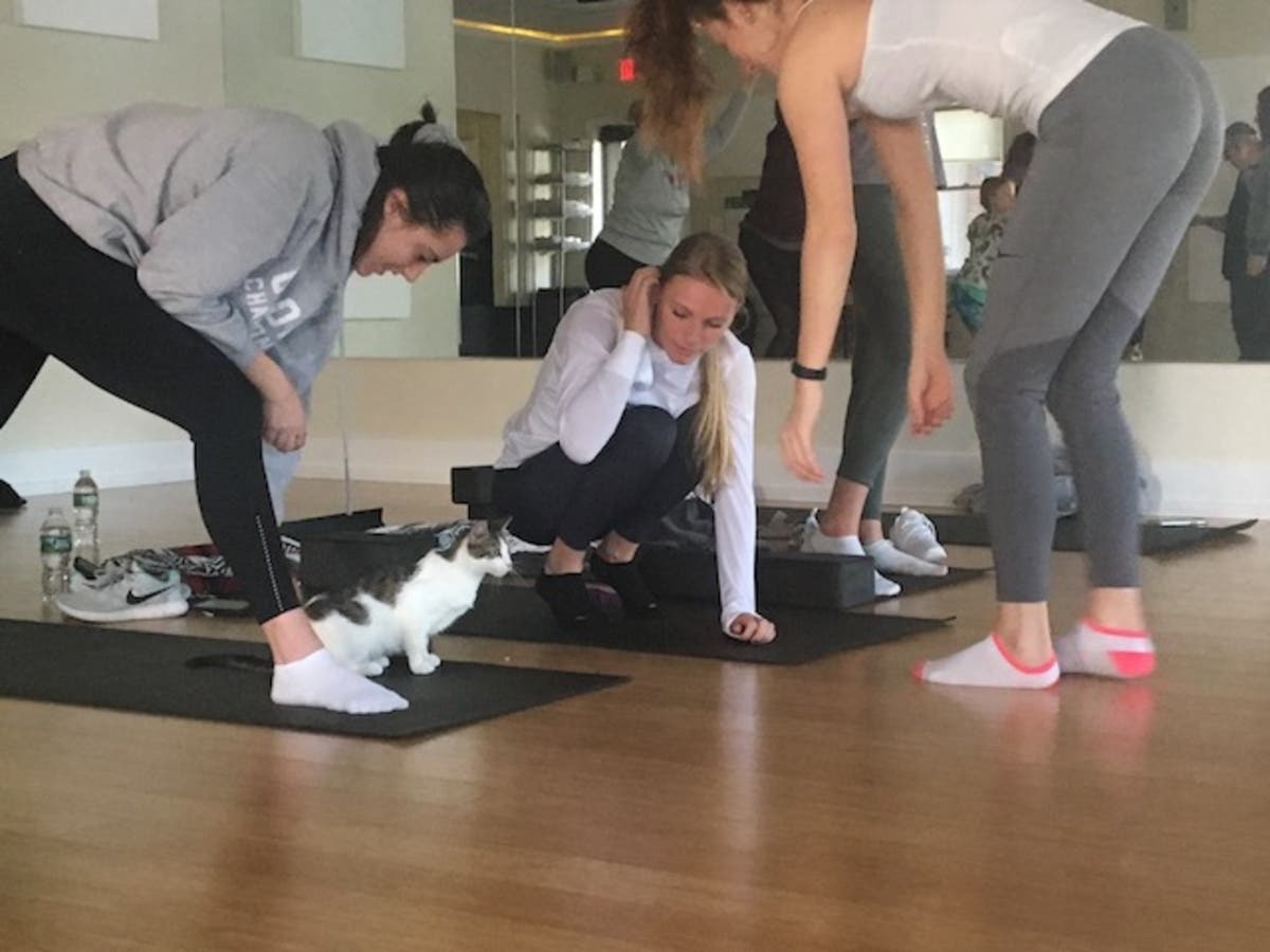 Kitten Yoga Has Class Purring With Contentment | North Fork, NY Patch