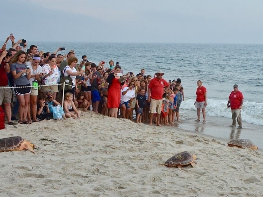 Crowd Shows Up For Loggerhead Sea Turtle Release: Photos, Video ...
