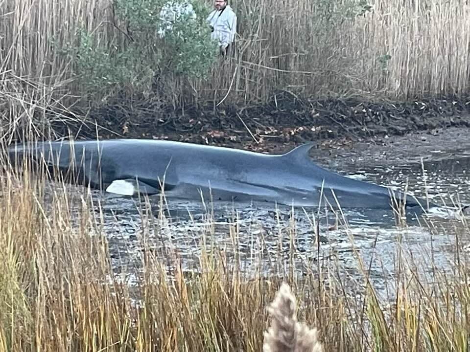 Minke Whale Stranded In North Fork Creek | North Fork, NY Patch