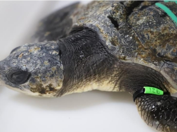 20 Rescued Kemp's Ridley Sea Turtles Arrive In Westhampton Beach ...