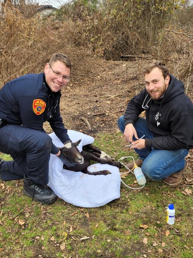 Sheep Found Tied To Tree On Long Island: Police | Center Moriches, NY Patch