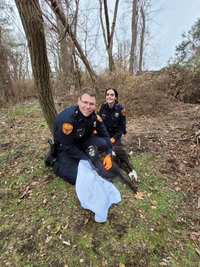 Sheep Found Tied To Tree On Long Island: Police | Center Moriches, NY Patch