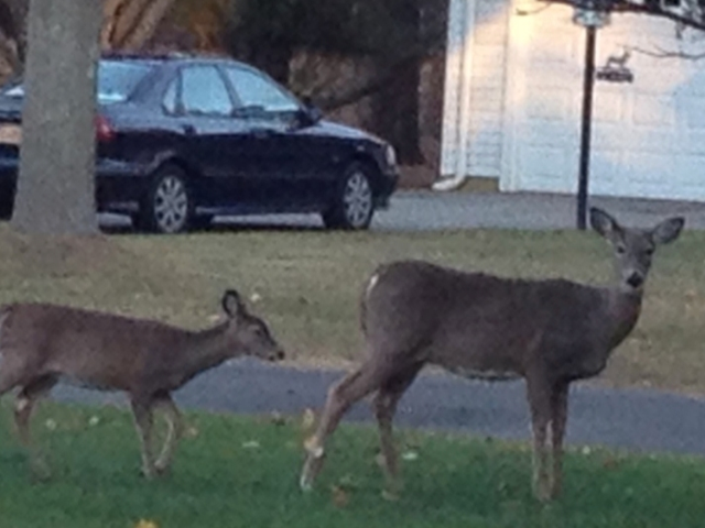 Deer Management Pilot Program, Including Cull, Gets OK On North Fork ...