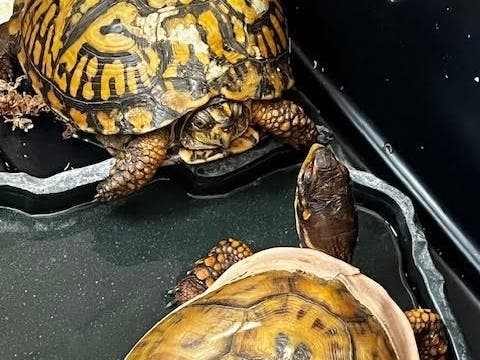 36 Turtles Die On Long Island Roads In 1 Week: 'Carnage' | North Fork ...