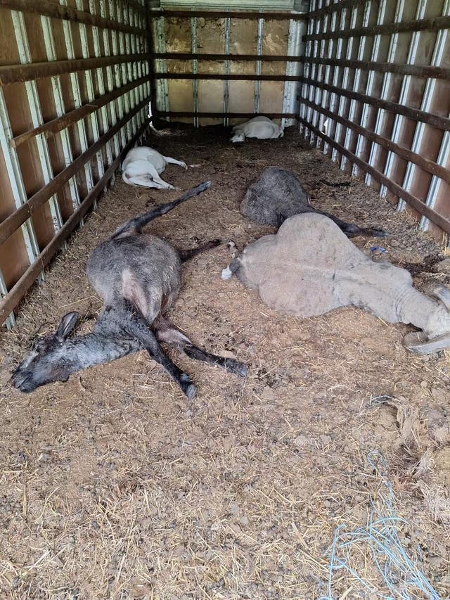 5 Animals Found Dead On LI Farm After Bushes Tossed In Pen | Riverhead ...