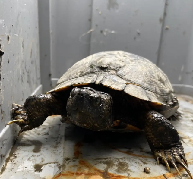 'We Are Straining To Keep Our Doors Open': Turtle Rescue Of The ...
