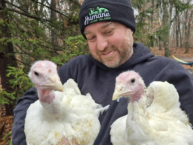 2 Turkeys, Rabbit, Rescued Just Days Before Thanksgiving By LI Animal ...