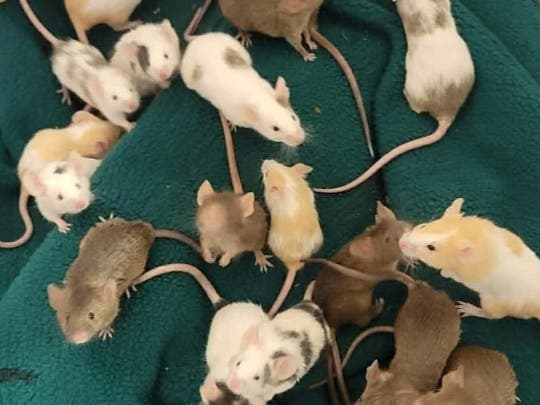 27 Domesticated Mice Dumped In Greenport Storm Drain | North Fork, NY Patch
