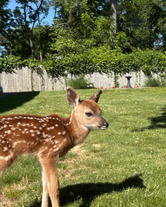 Baby Deer Rescued By Southold Town Public Safety Dispatcher, Honored ...