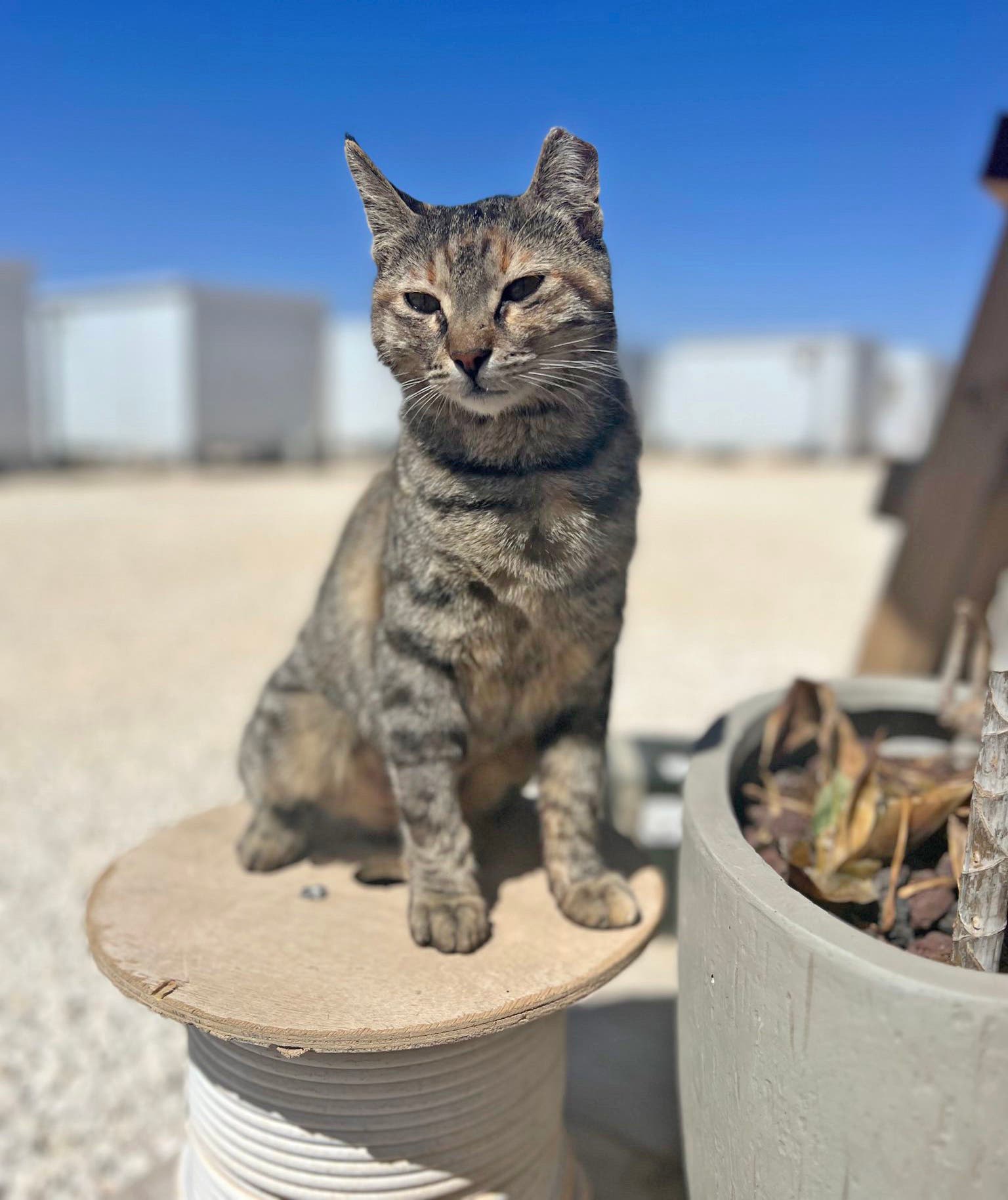 Paws of War Shares Video and Seeks Community Help to Rescue Cat for ...