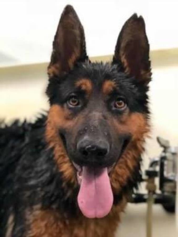 Sweet German Shepherd Found In Livermore | Livermore, CA Patch