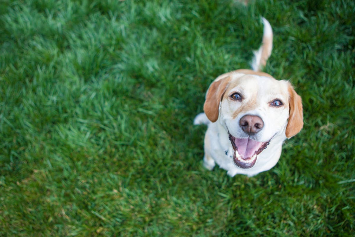 Dogtopia Open In Dublin | Dublin, CA Patch