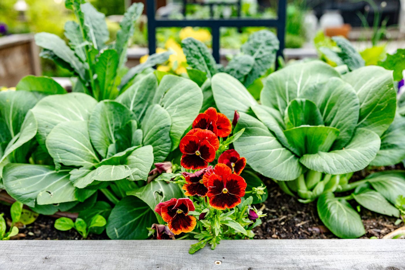 Mar 21 | Seed Library Program: Flowers & Vegetables for the Early ...