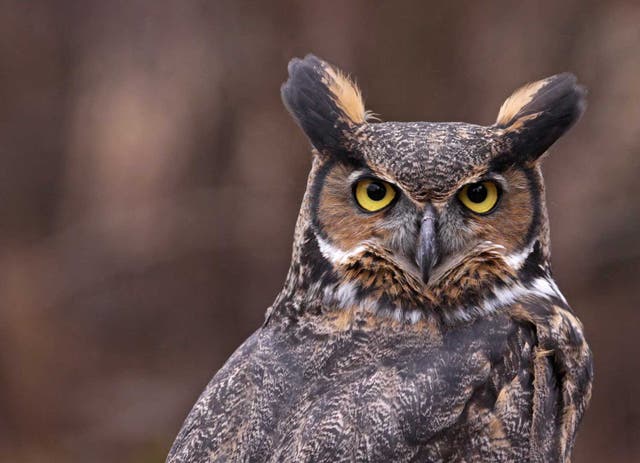 Nov 18 | Eyes on Owls a nature program featuring LIVE owls | Natick, MA ...