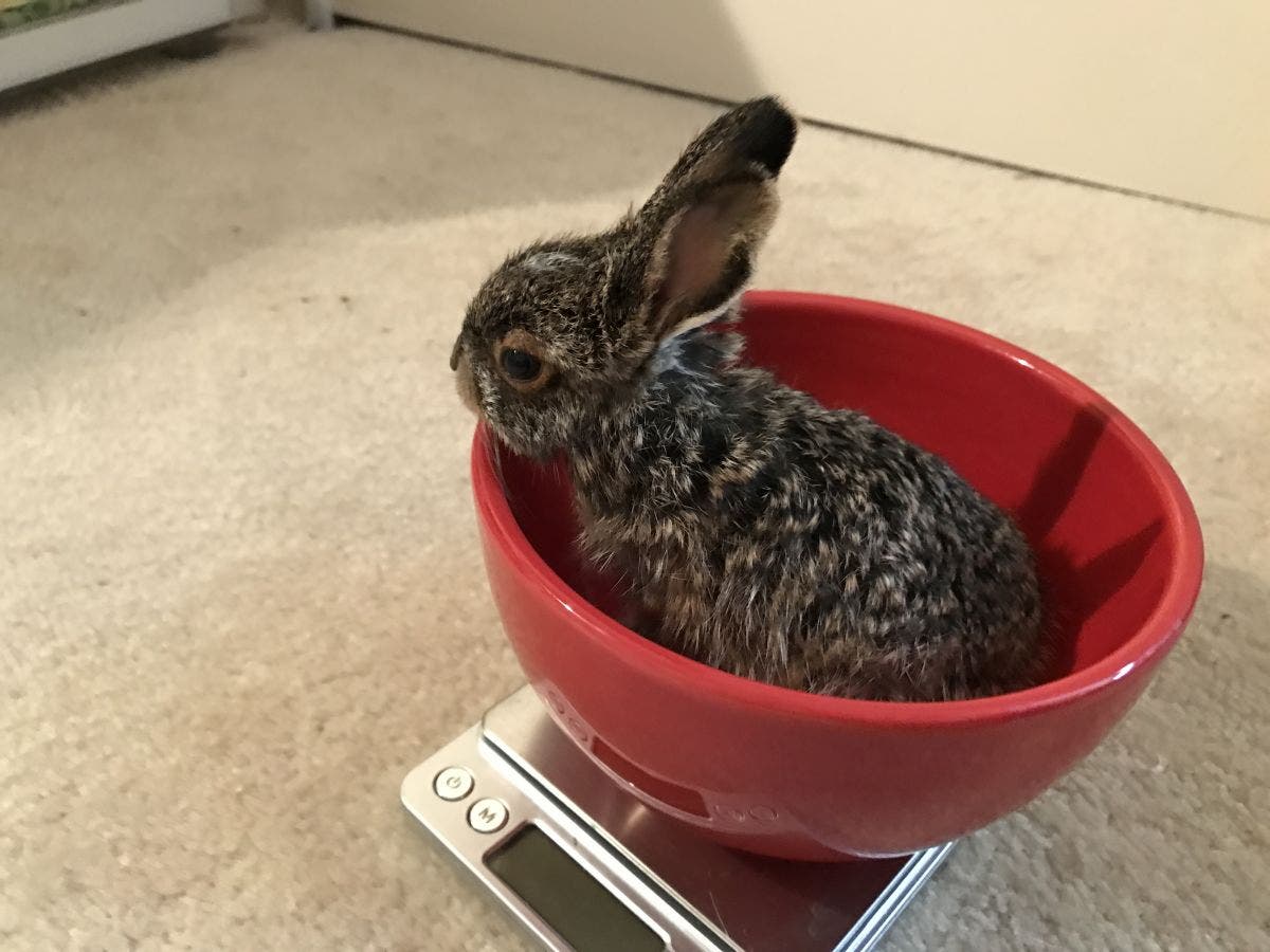 Too Cute! Bay Area Wildlife Babies Are Here: What You Should Do To Keep ...