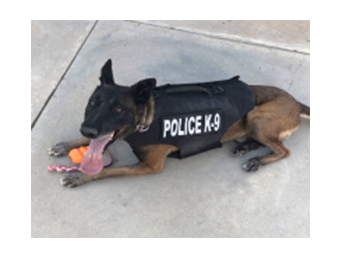 Murrieta PD's K9 'Pak' Gets Outfitted With New Body Armor | Murrieta ...