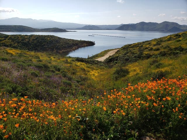 Flowers Line Diamond Valley Lake: Temecula Photo Of The Week | Temecula ...
