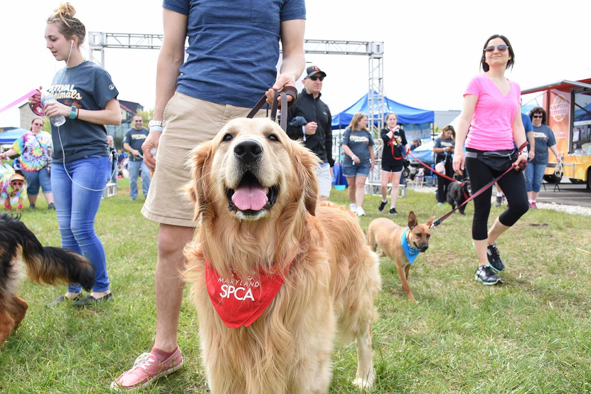 MD SPCA Festival for the Animals on April 6th | North Baltimore, MD Patch