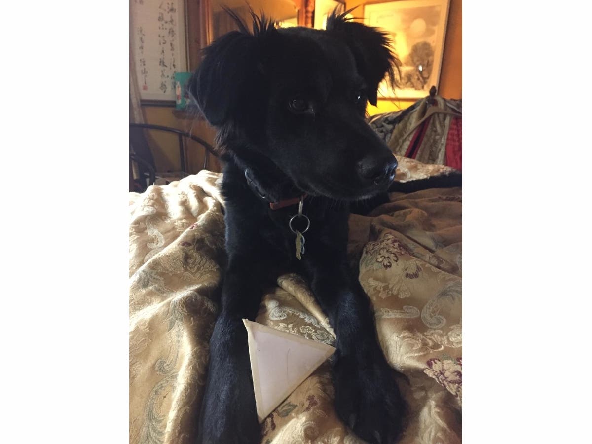 Missing Black Dog from Beacon Light Road | Long Valley, NJ Patch
