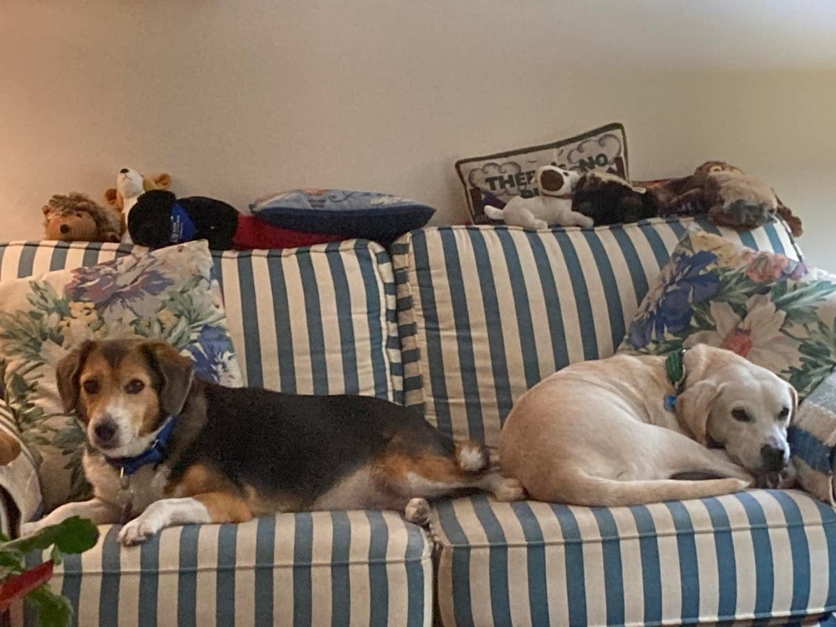 Man Stabs 2 Family Dogs To Death: Police: Top PA Stories | Warminster ...