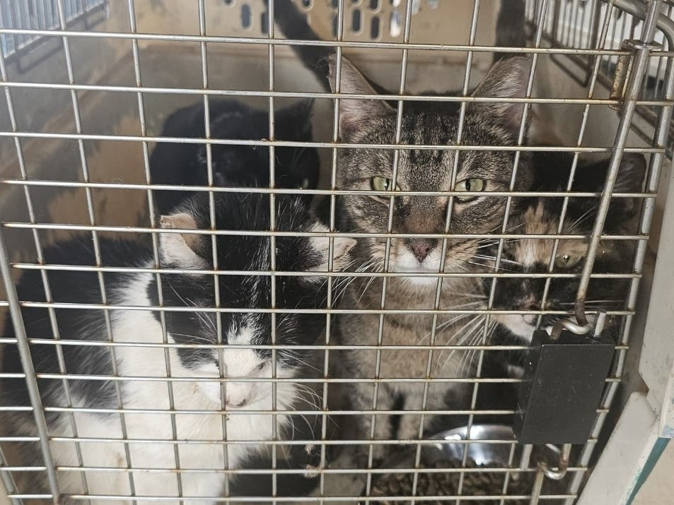 New Details Emerge About 53 Rescued Cats In Lower Bucks Co. | Levittown ...