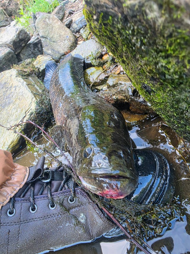 Invasive 'Frankenfish' That Can Move Across Land, Eat Birds Caught In ...