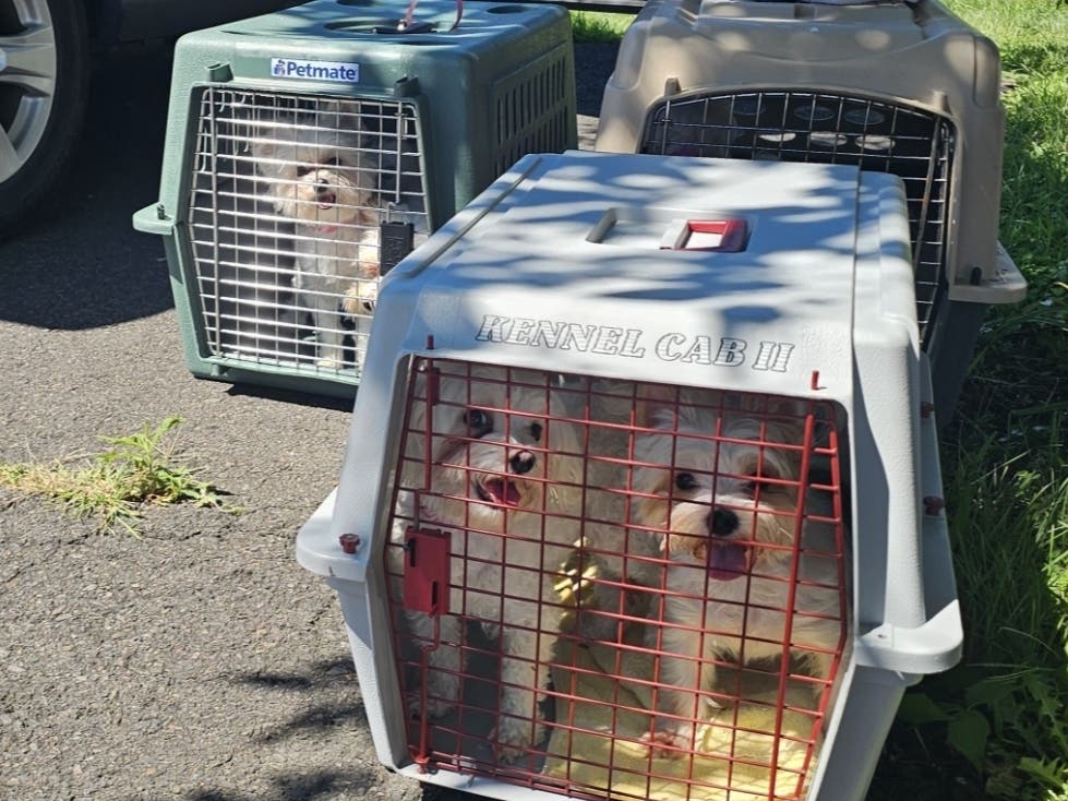 12 Dogs, 20 Cats Rescued In Two Bucks Co. Investigations | Bensalem, PA ...