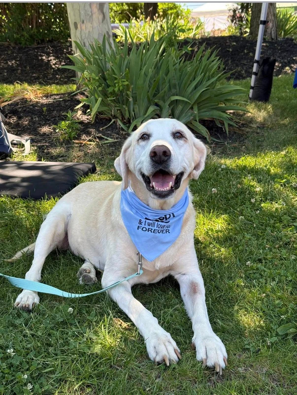 Arts And Barks Festival Draws Crowd In Warminster: Photos | Warminster ...