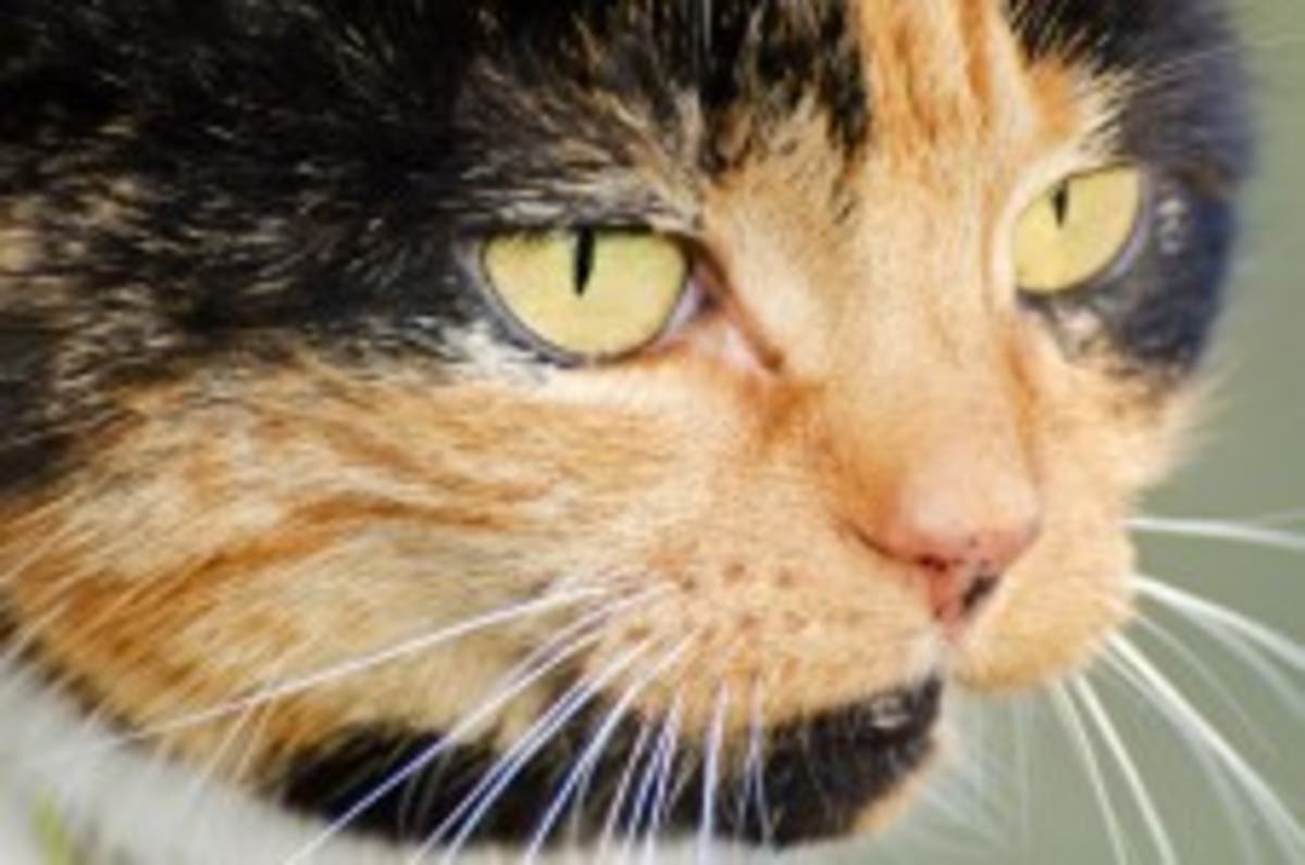 Are dogs and cats colorblind? | Edina, MN Patch