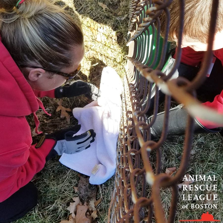 Animal Rescue League of Boston Saves Stuck Muskrat In Needham | Needham ...
