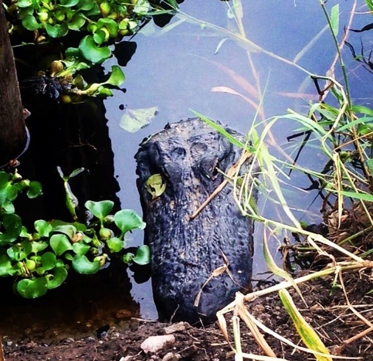 Alligator Sighting In Connecticut Prompts Warning | The Lymes, CT Patch