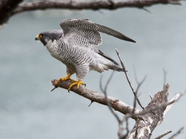 The Return Of The Peregrine Falcon | Branford, CT Patch