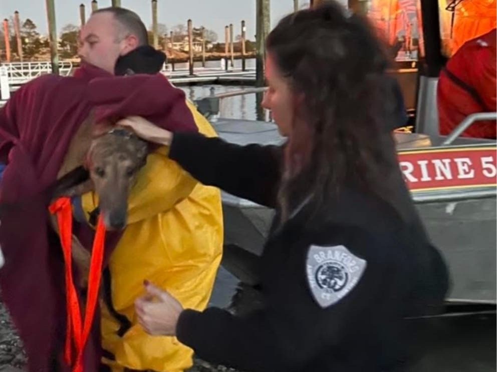Branford Fire Department's Rescue Swimmer Saves Dog From Icy LI Sound ...