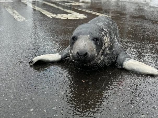 Rescued Off New Haven St., Chappy The Seal Has Died: Mystic Aquarium ...