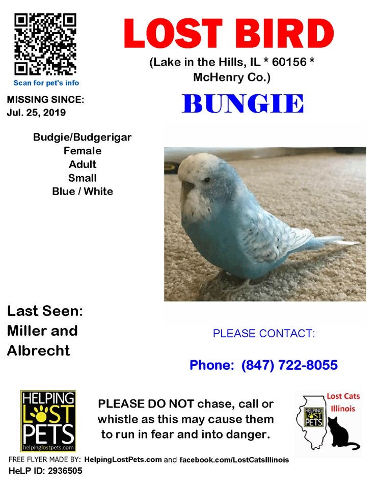Lost Parakeet - Algonquin, IL Patch