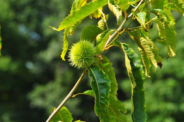 Greenwich Tree Conservancy Hosts American Chestnut Harvest | Greenwich ...