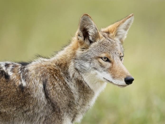 Coyotes Chase 2 Dog Walkers In Orange: Police | Orange, CT Patch