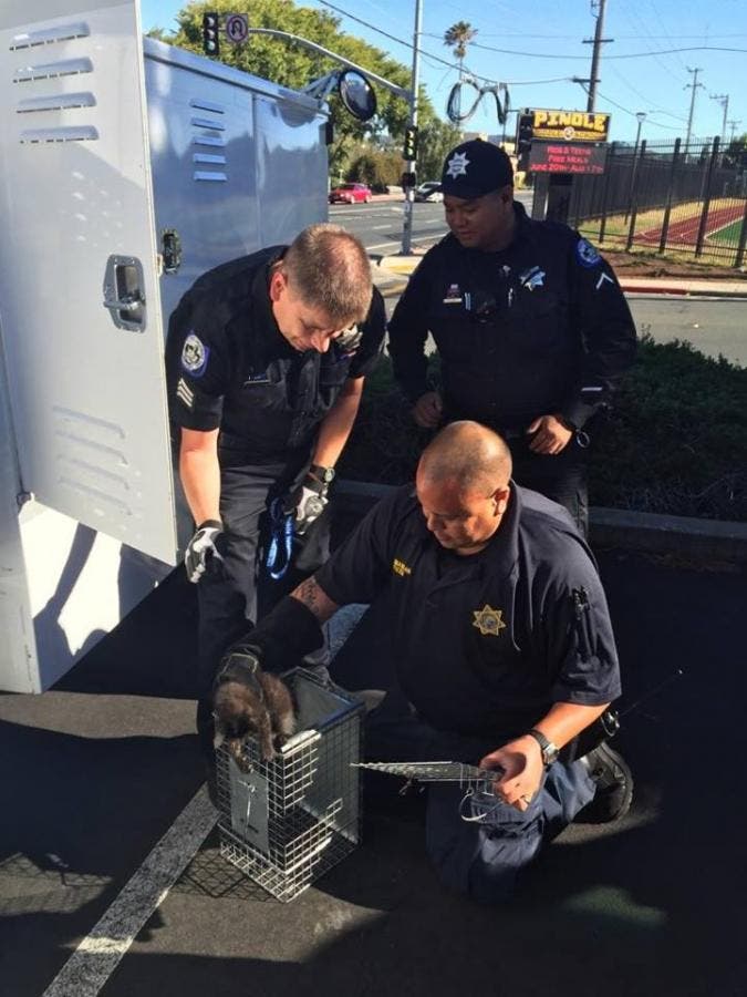 Pinole Police Get Their...Kitty? | Pinole, CA Patch
