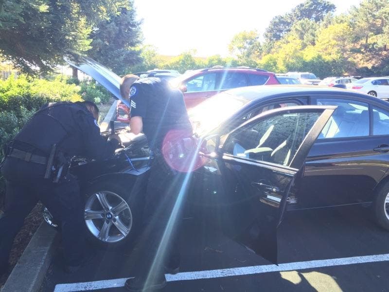 Pinole Police Get Their...Kitty? | Pinole, CA Patch