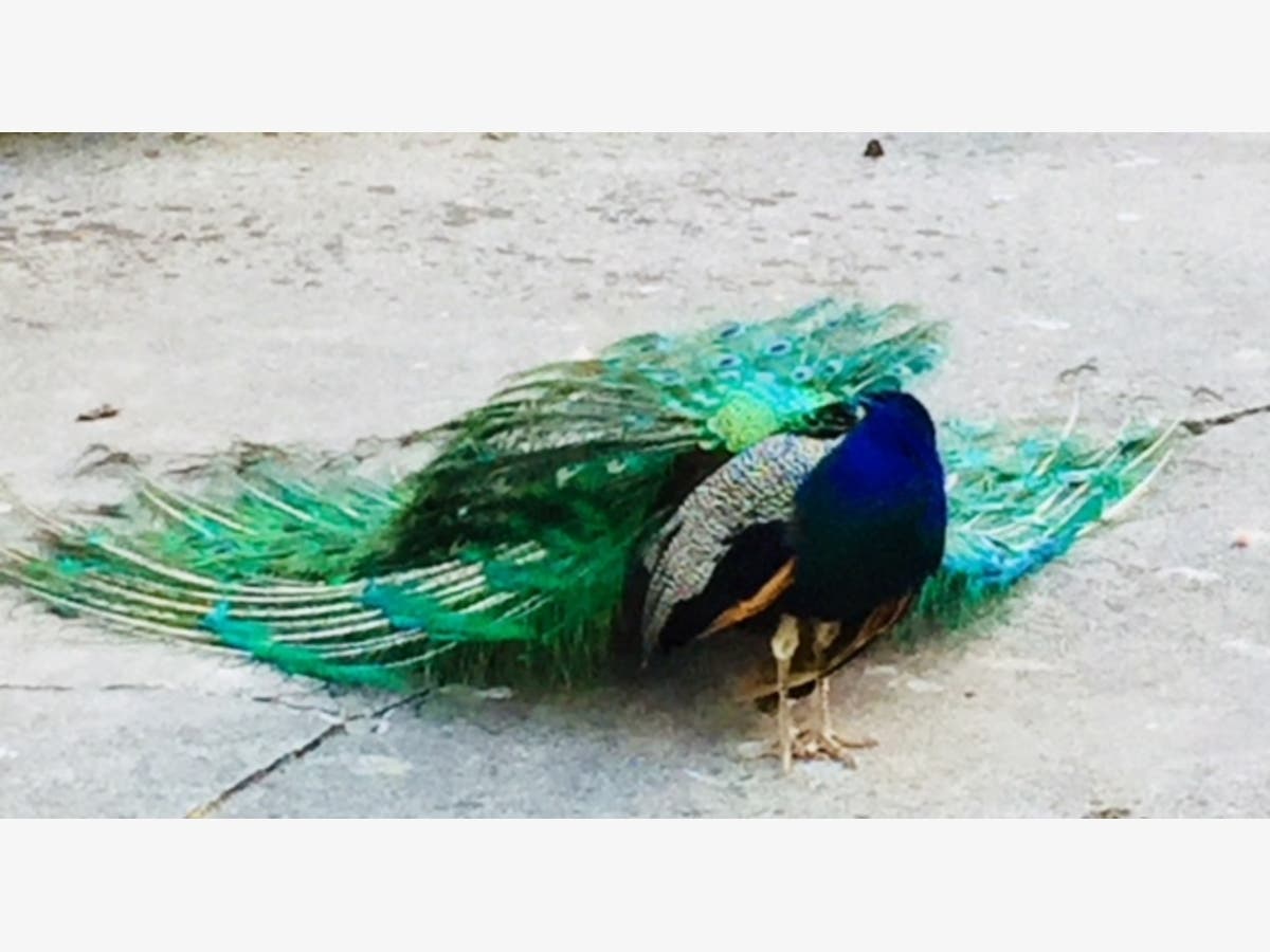 Pinole Peacocks: Photos Of The Day | Pinole, CA Patch